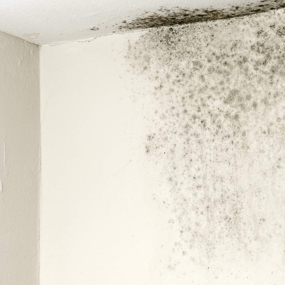 Rising Damp Treatment London - Rising Damp Specialist Company London